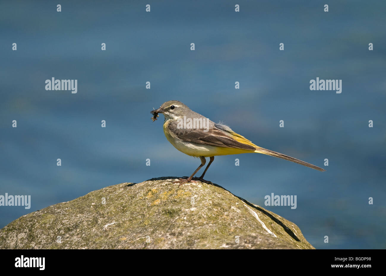 Grey Wagtail female with food Stock Photo - Alamy