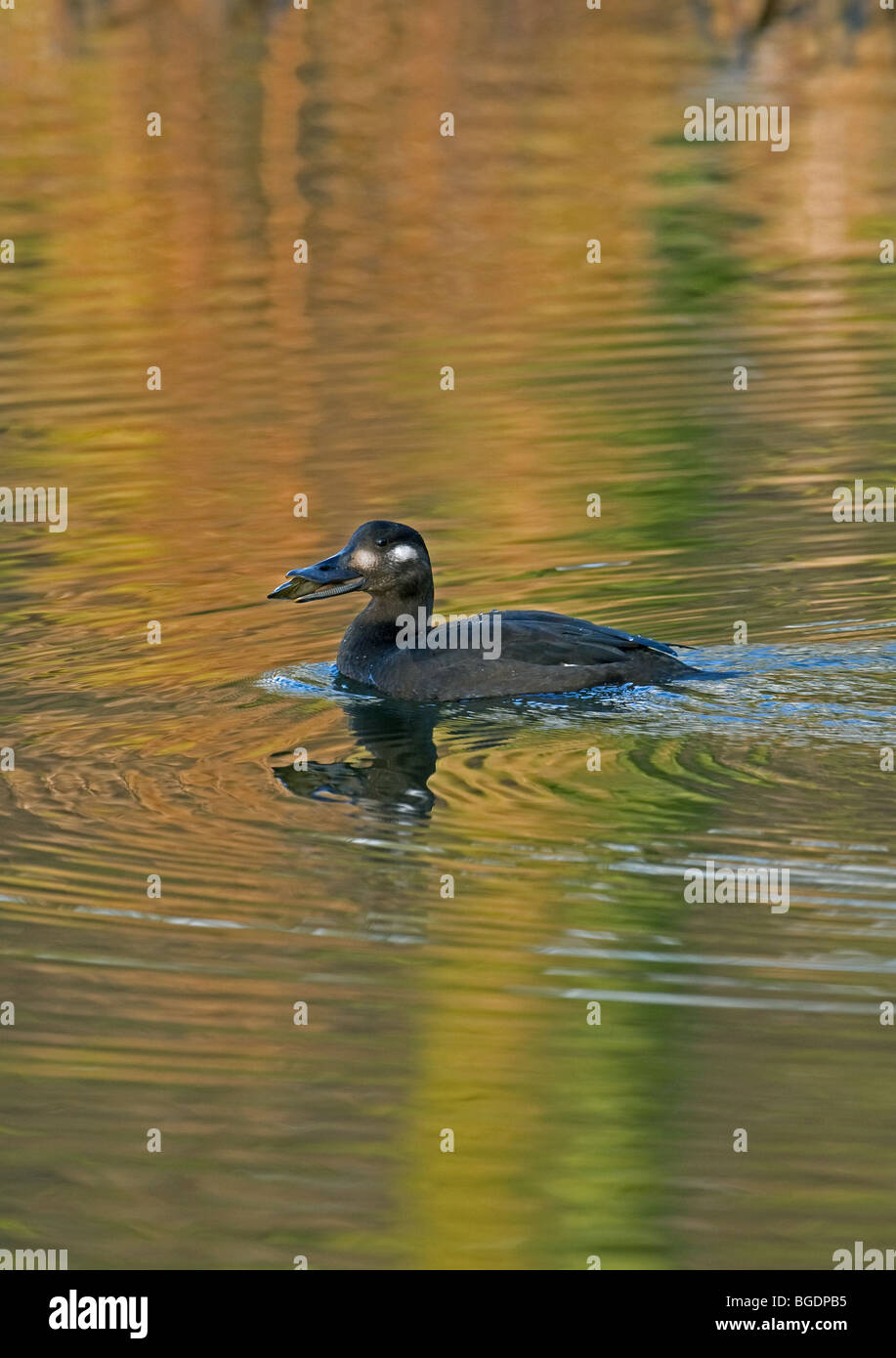 Velver High Resolution Stock Photography and Images - Alamy