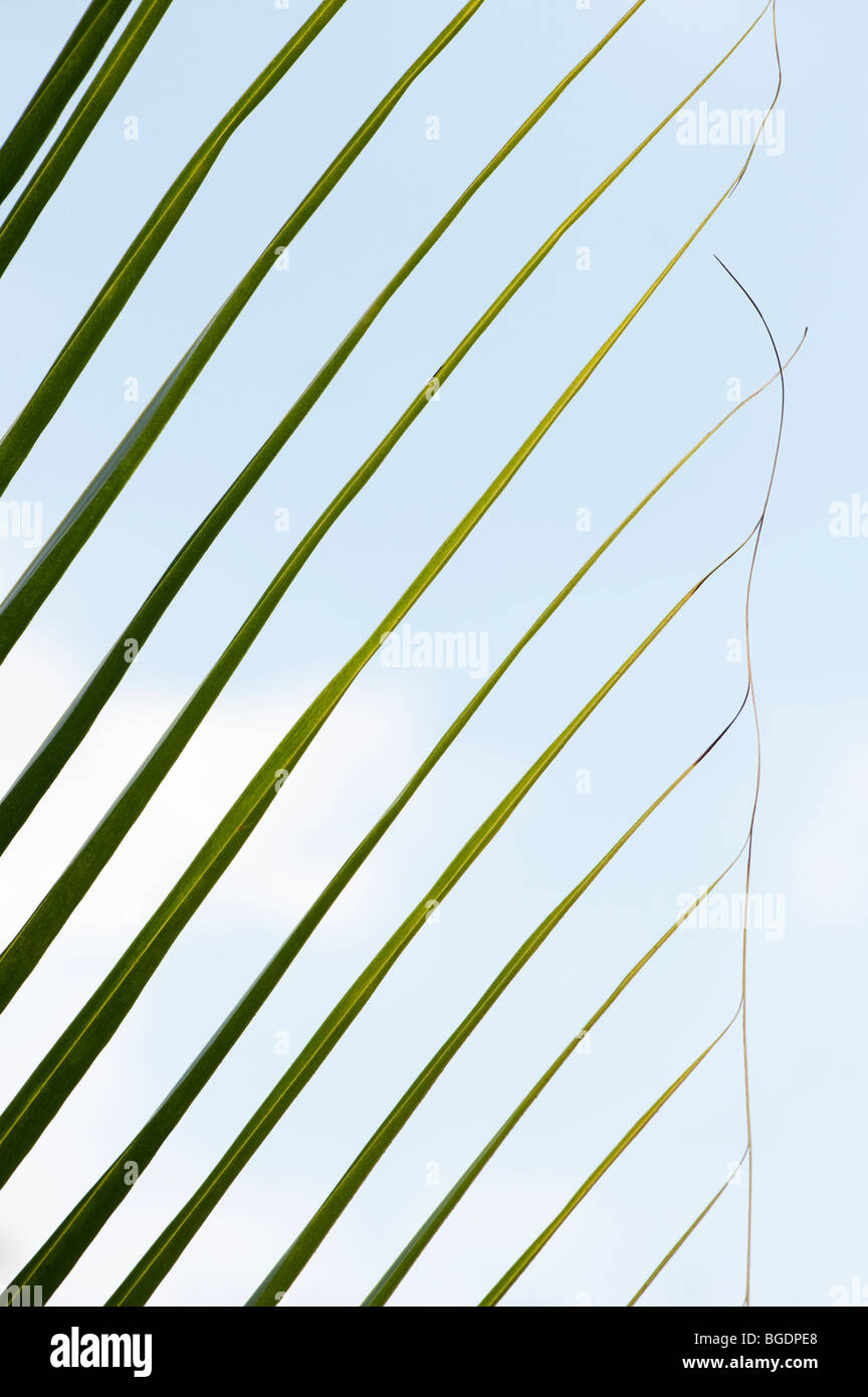 Coconut palm tree leaf pattern against blue sky. India Stock Photo - Alamy