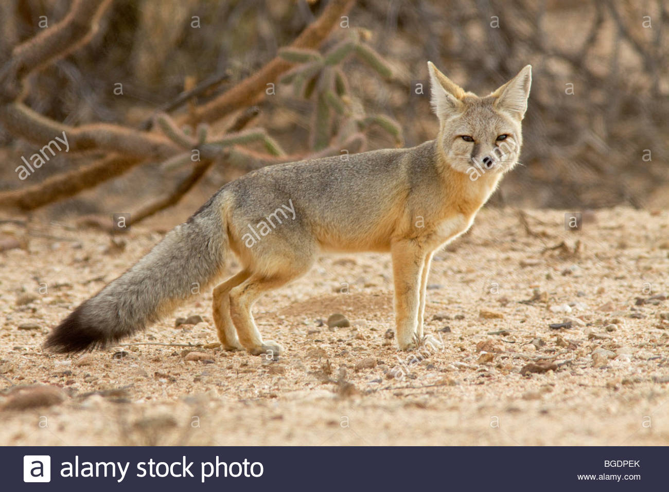 Vulpes Macrotis