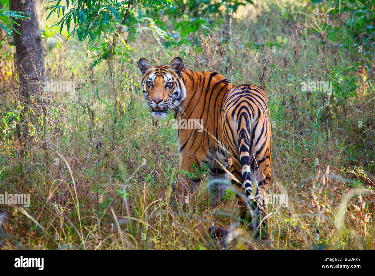 Wild tigress in Bandhavgahr tiger reserve. This is one of 40 or so ...