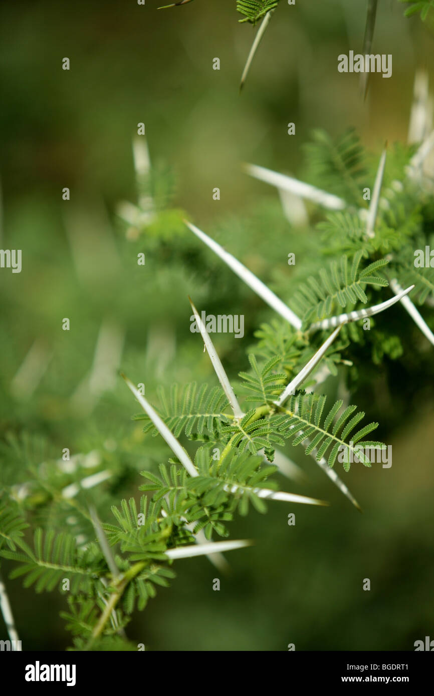 Acacia stings hi-res stock photography and images - Alamy