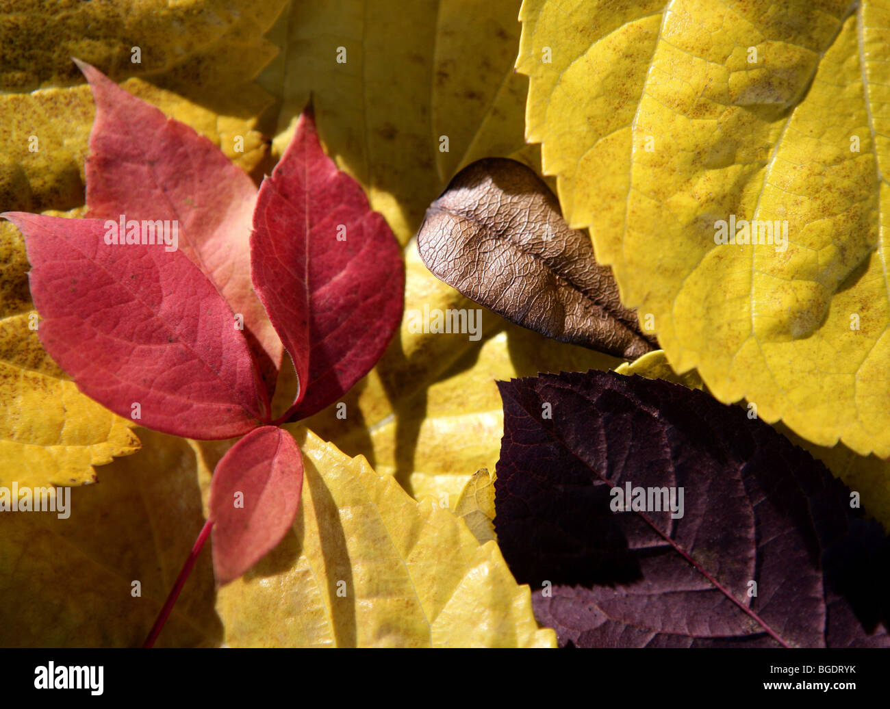 Leaves still of autumn leaves, dark wood background, fall classic ...