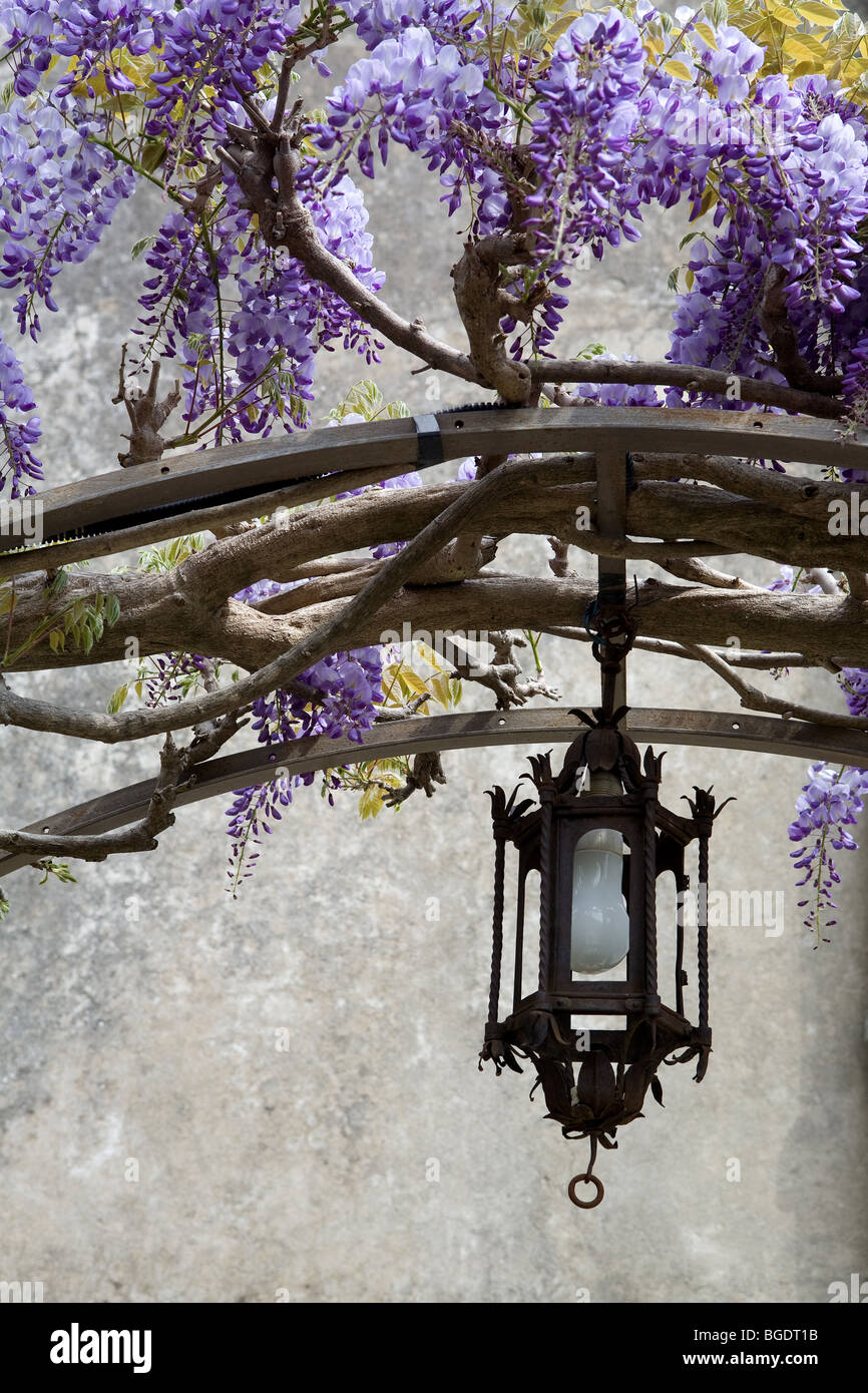 Europe, Italy, Campania, Amalfi Coast, Ravello, lantern, wisteria ...