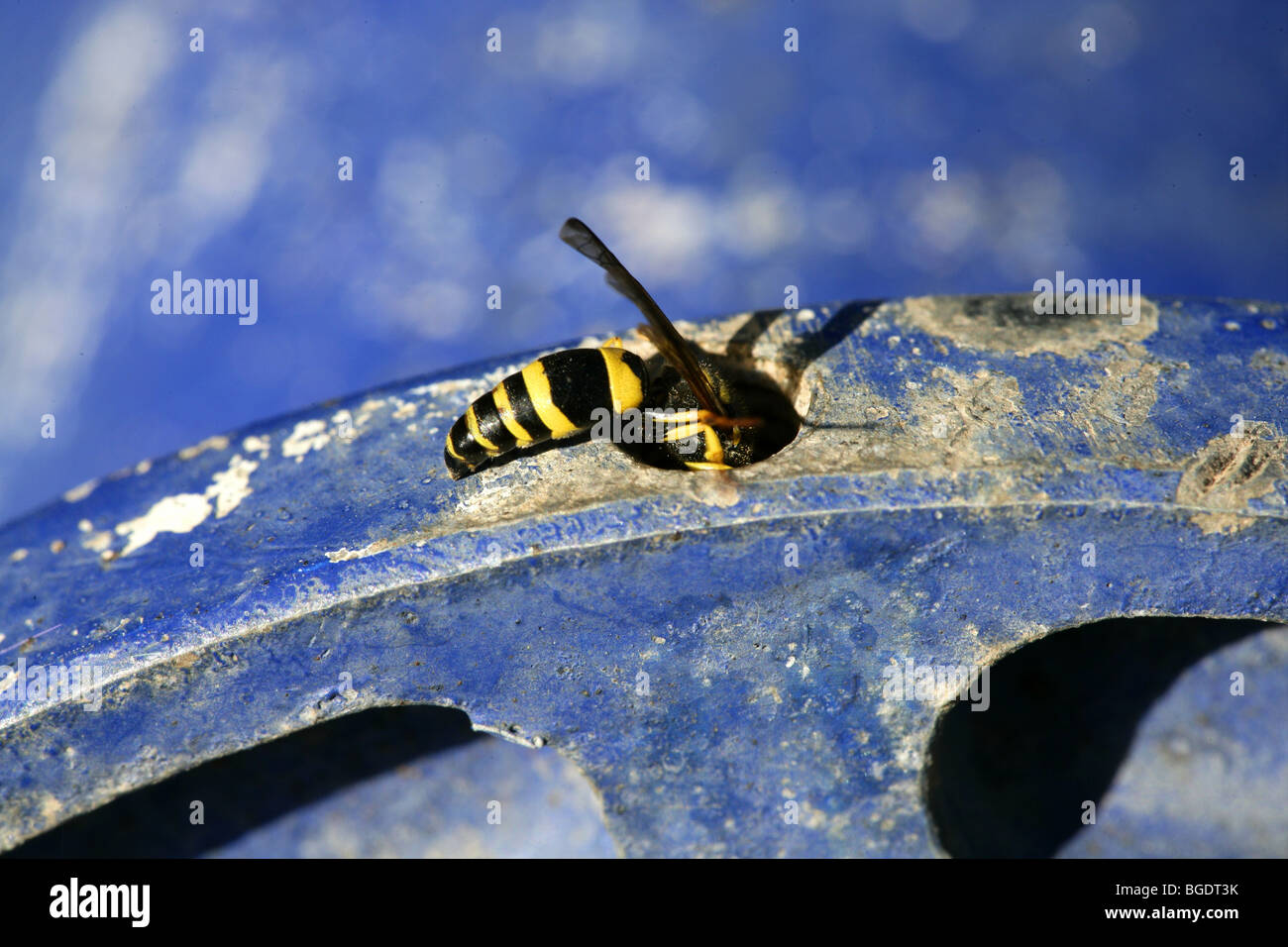 Wasp bug, yellow jacket over blue metal wheel outdoors Stock Photo - Alamy