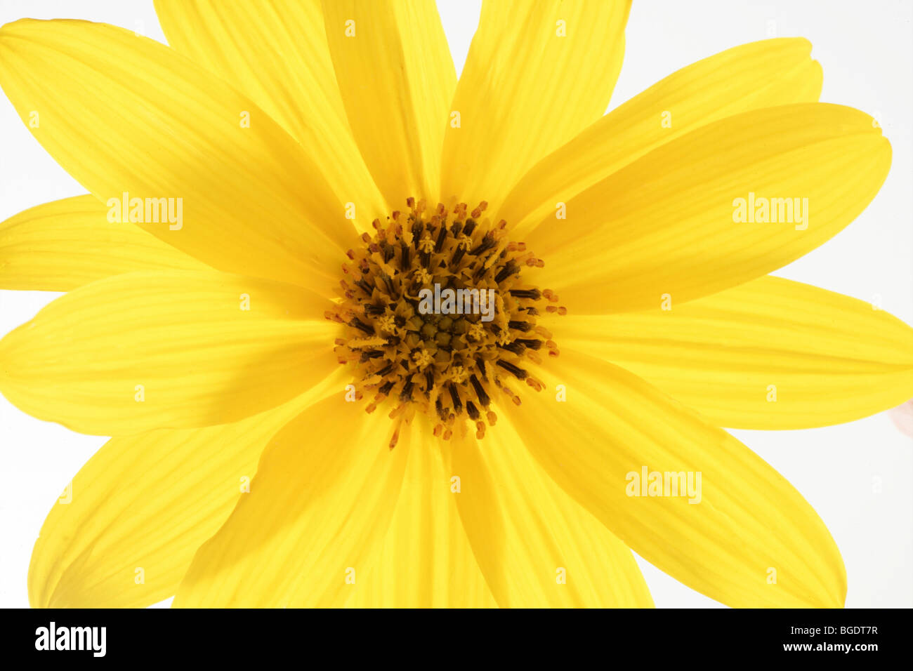 Daisy yellow vivid color flower, macro studio shot Stock Photo - Alamy