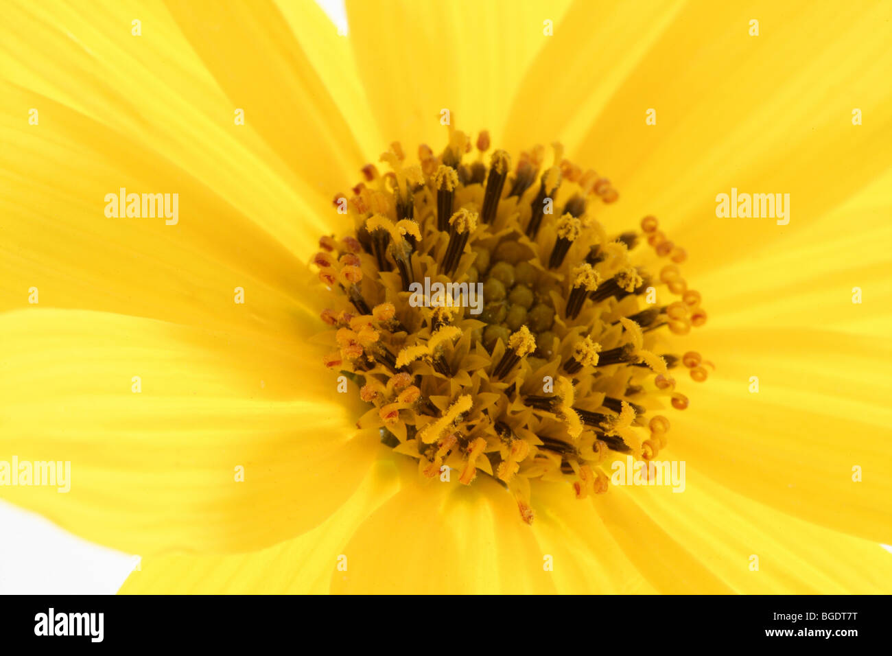 Daisy yellow vivid color flower, macro studio shot Stock Photo - Alamy