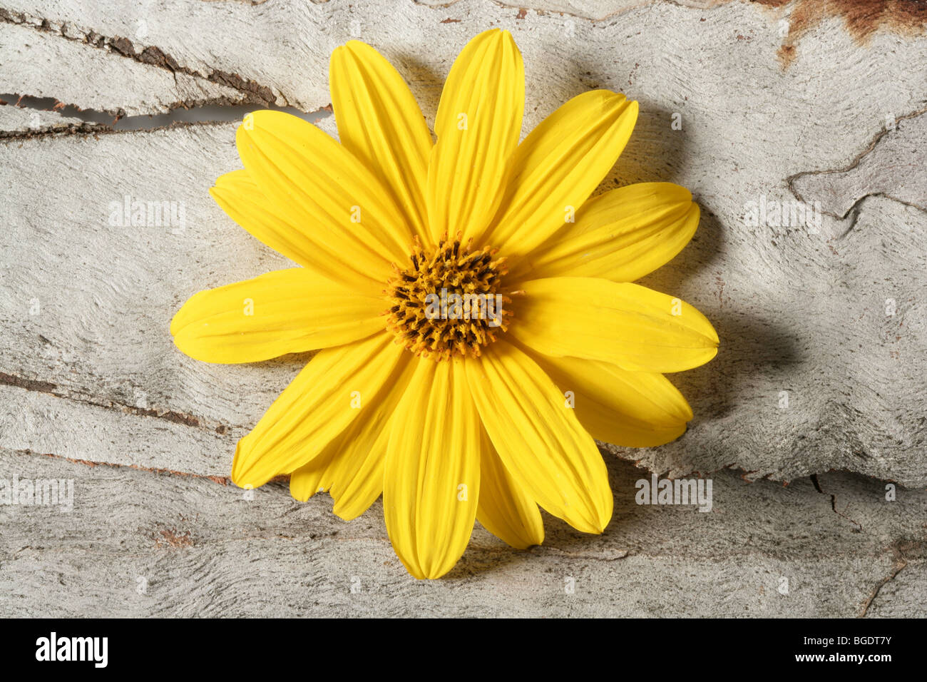 Daisy yellow vivid color flower, macro studio shot Stock Photo - Alamy