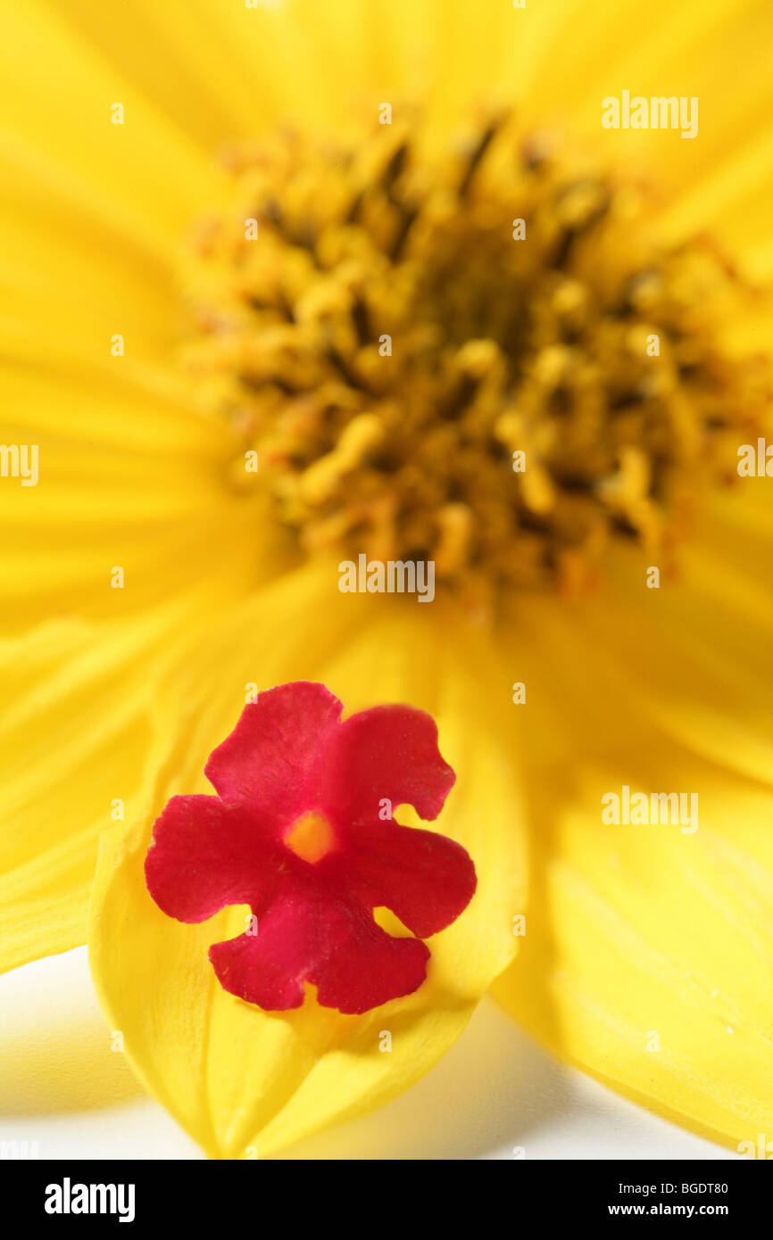 Vivid summer daisy flowers hi-res stock photography and images - Alamy