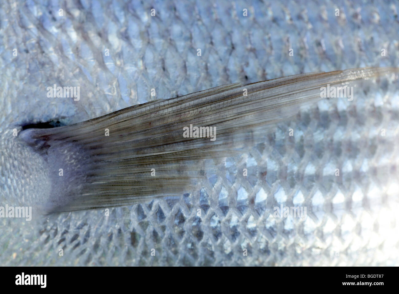 Denton, Mediterranean sparus fish, family of gilthead and snapper Stock ...