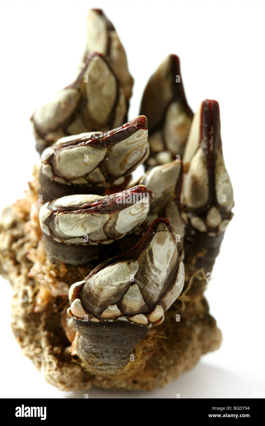 Barnacles, macro isolated over white studio background Stock Photo - Alamy