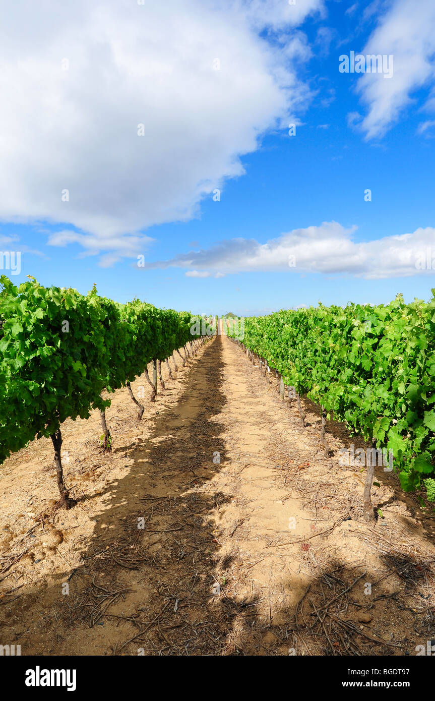 A portrait photograph of a row of vines within a vineyard in Cape Town ...
