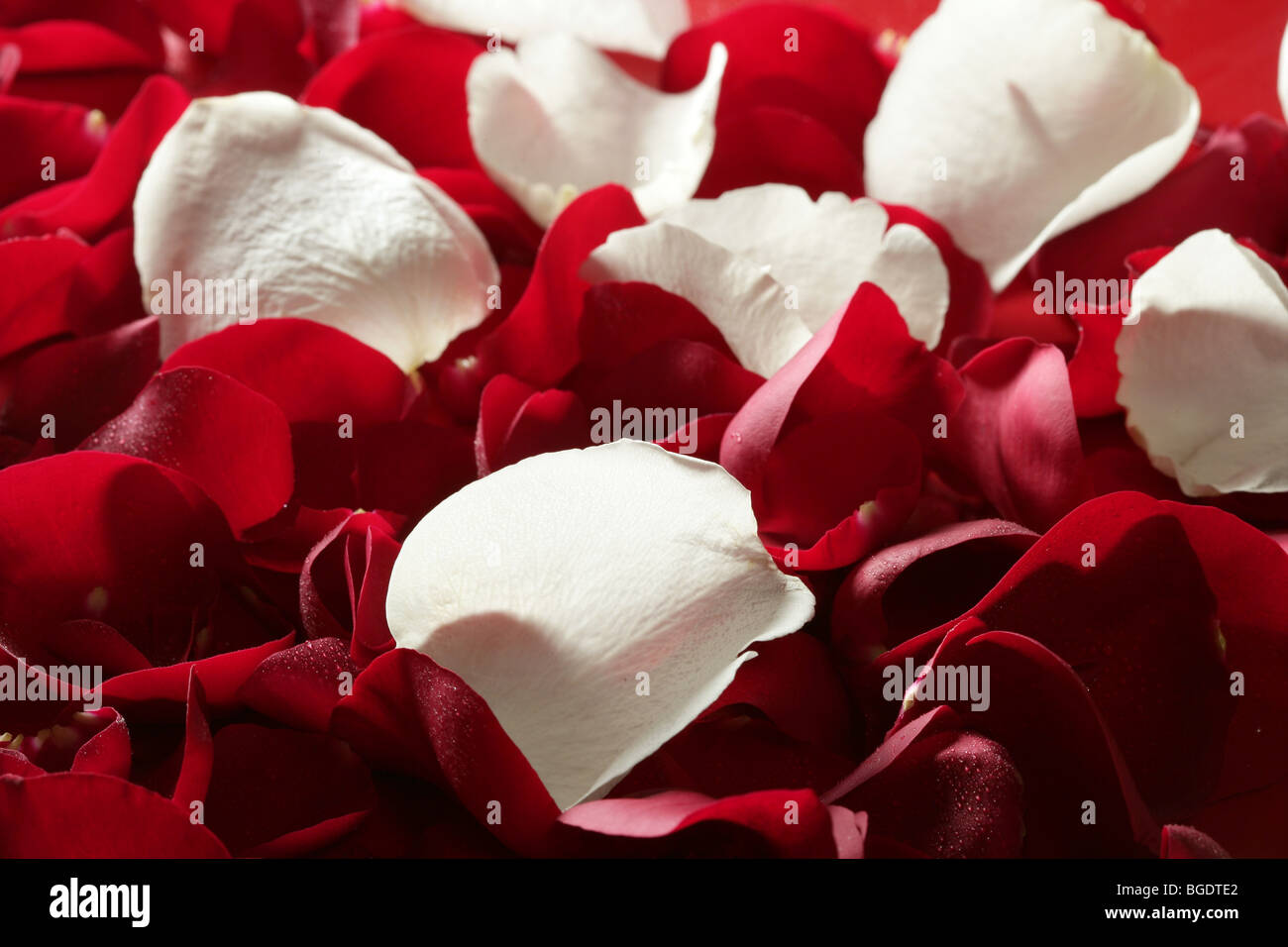 Colorful rose petal pattern wallpaper background texture Stock Photo ...