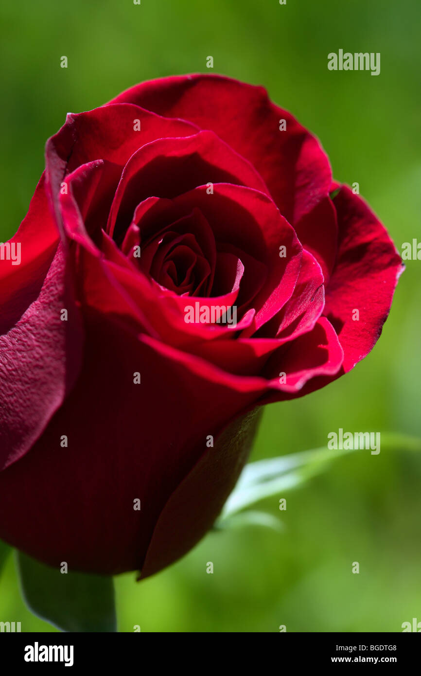 Macro red rose with blurred green grass in background Stock Photo - Alamy