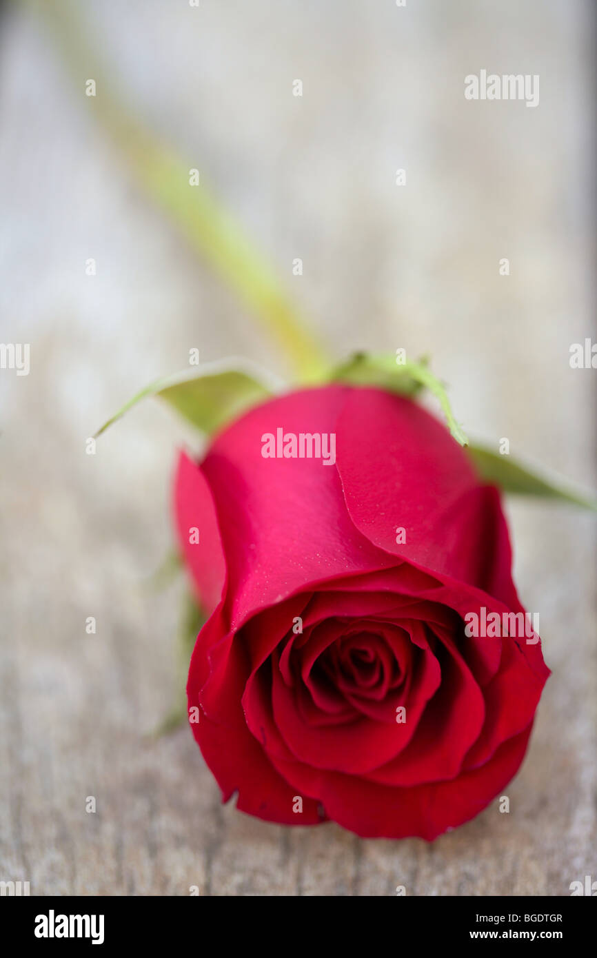 Red rose over old aged teak wood, romantic spring love metaphor Stock ...