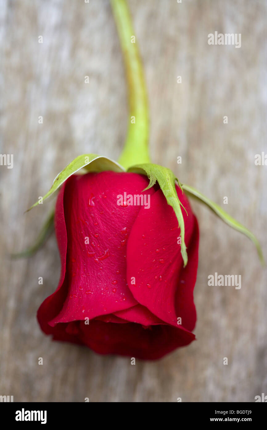 Red rose over old aged teak wood, romantic spring love metaphor Stock ...