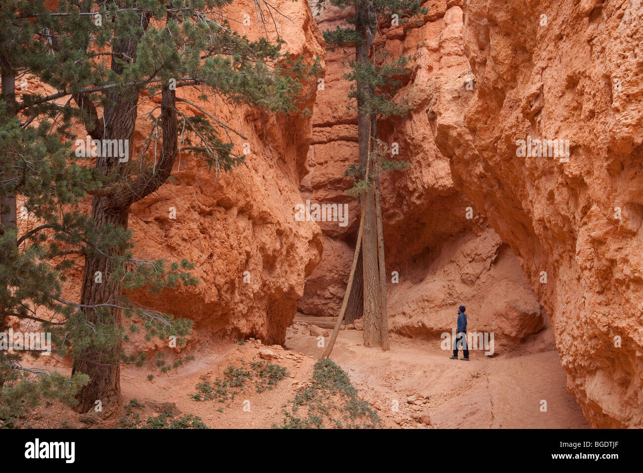 Bryce Canyon National Park and Douglas Fir (Pseudotsuga manziesii ...