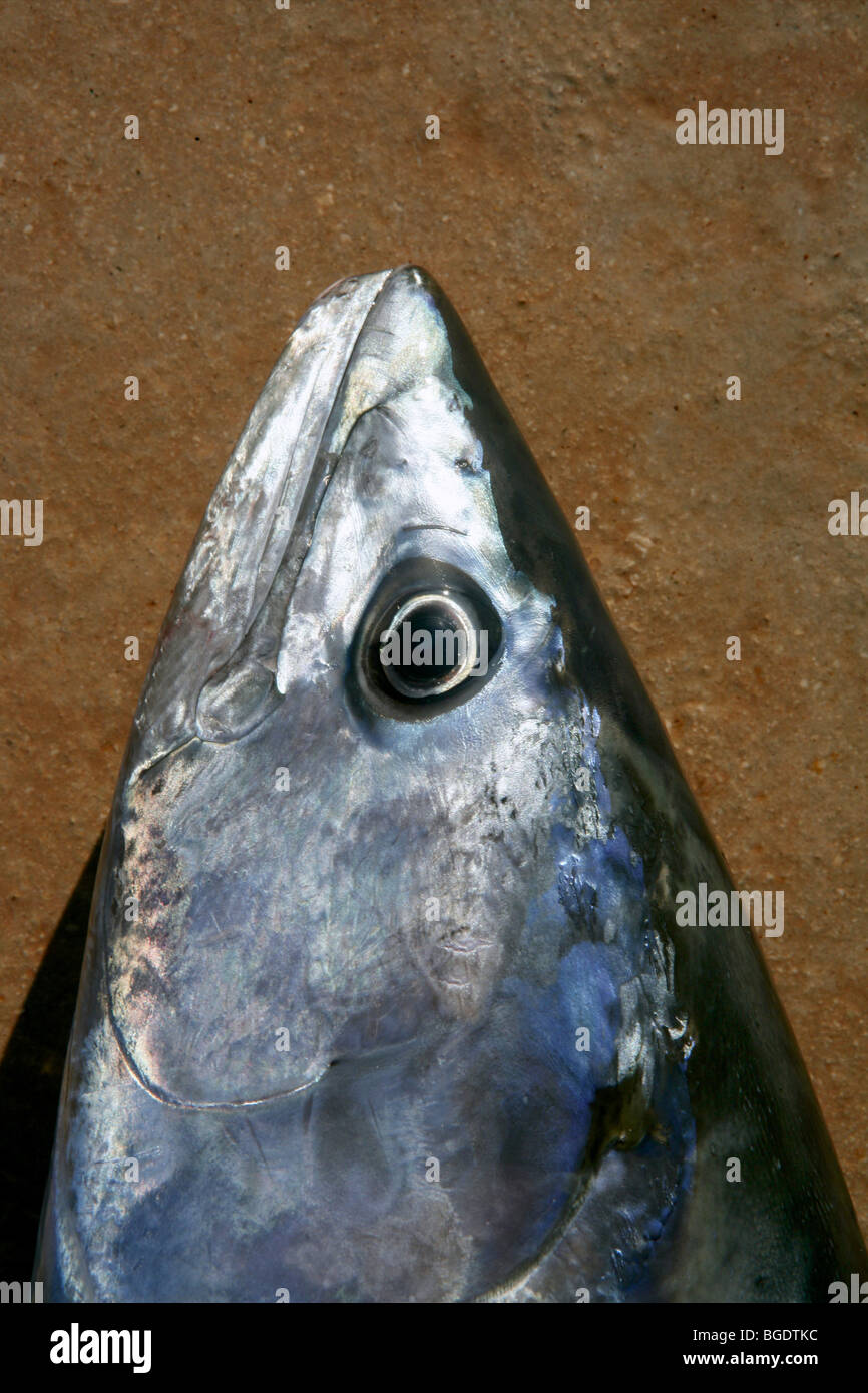 Bonito, skipjack tuna, Sarda Sarda, close up face portrait macro Stock ...