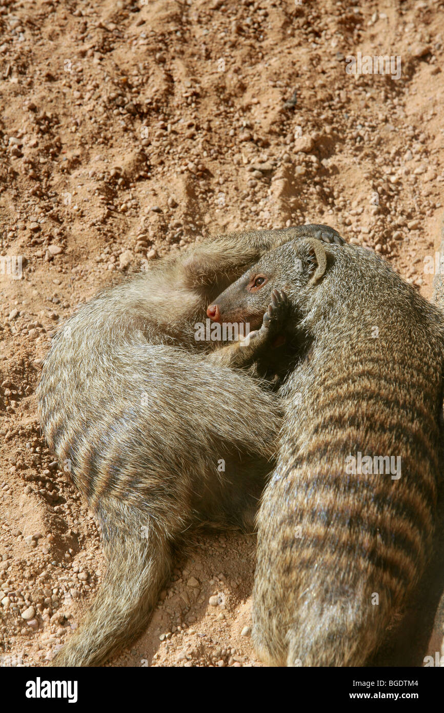 Mongoose africa teeth hi-res stock photography and images - Alamy