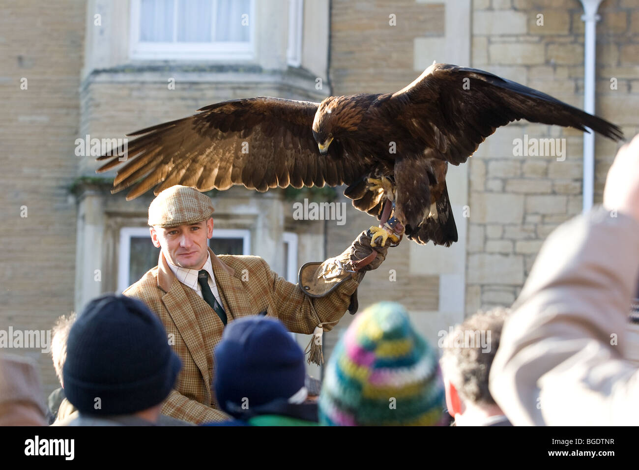 The A Golden Eagle with it's handler at The Fitzwilliam Hunt Meeting at ...