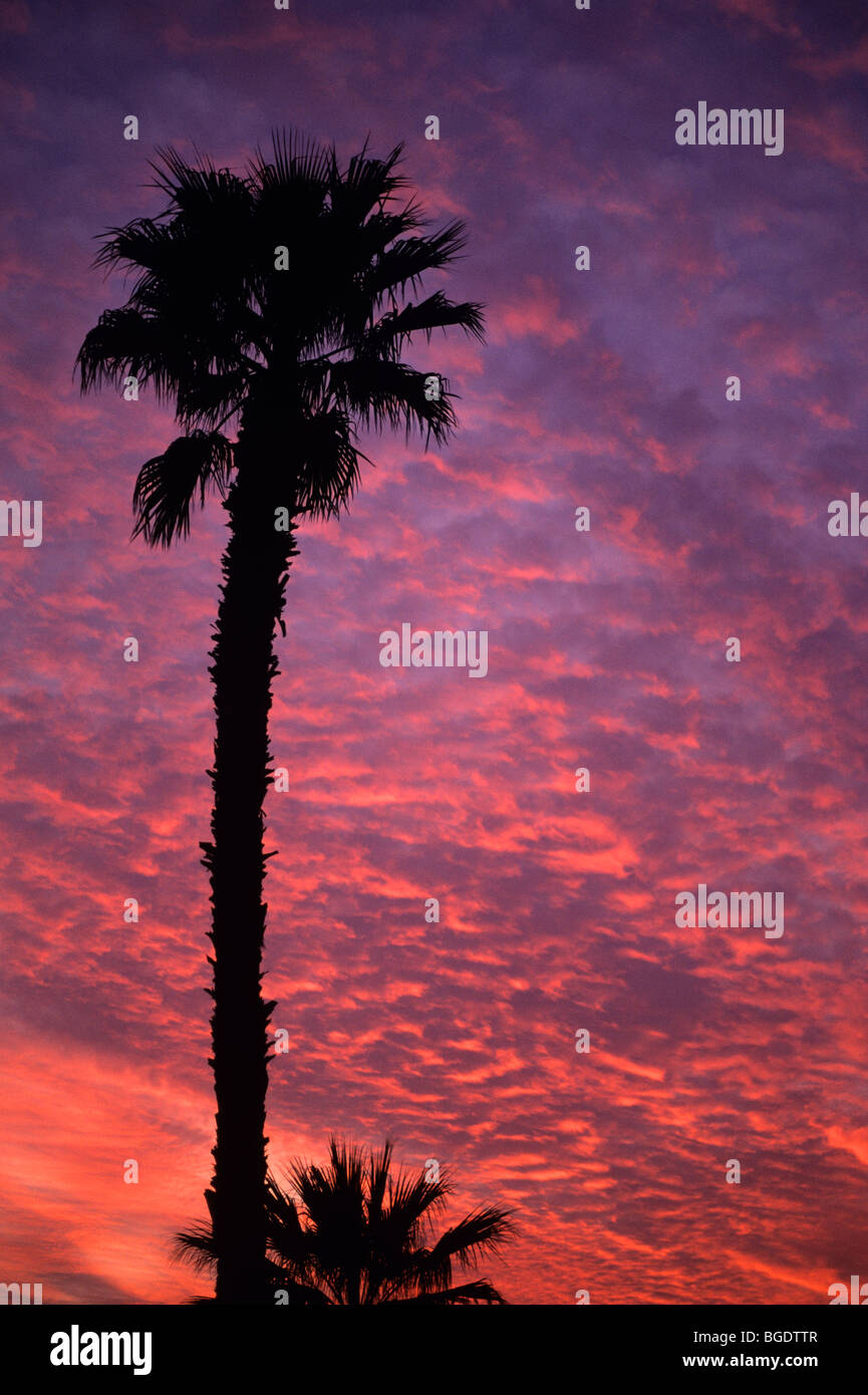 Palm tree silhouetted against a dramatic sunset altocumulus clouds ...