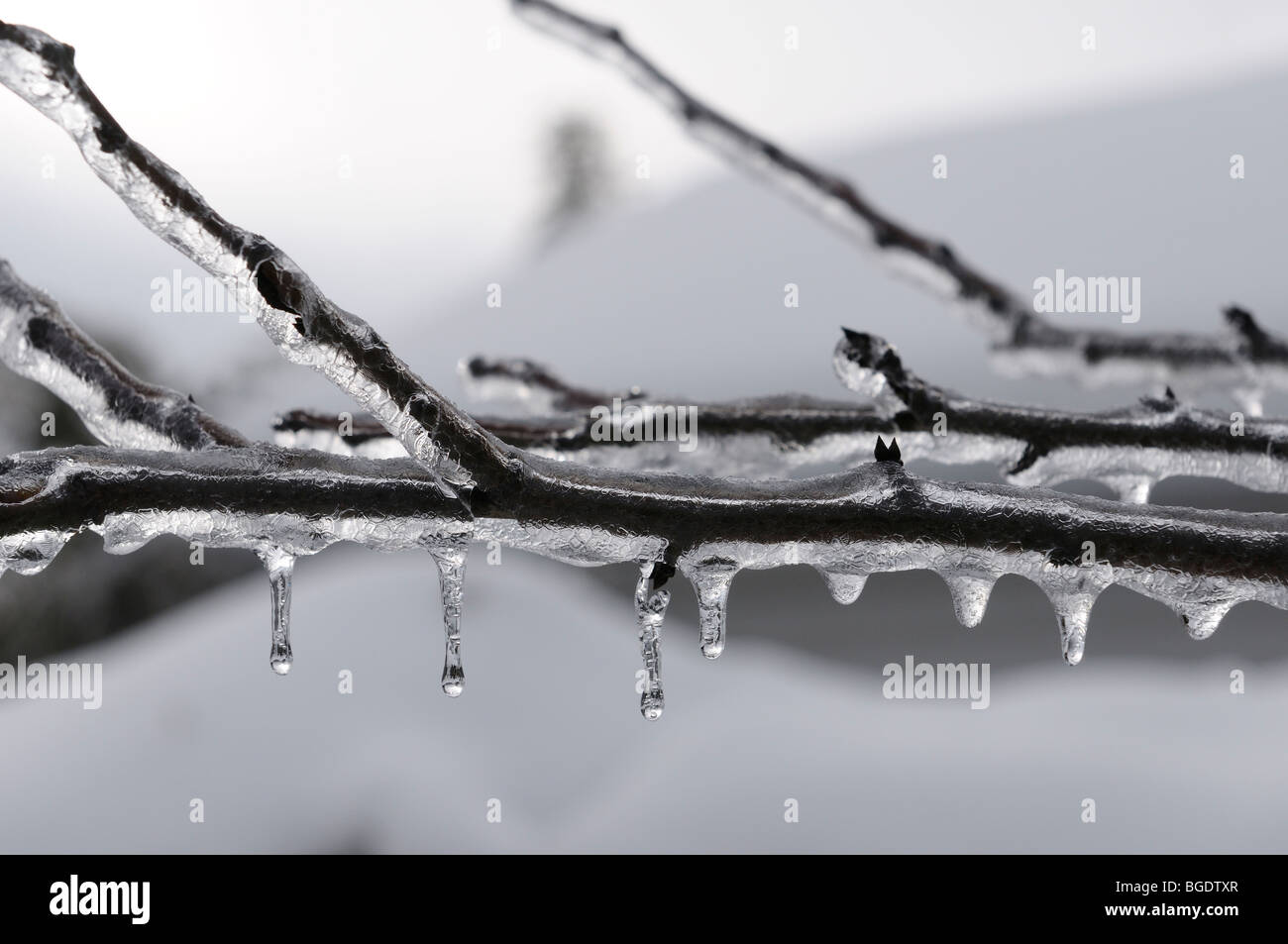 Tree branches covered in ice after a freezing rain ice storm in winter ...
