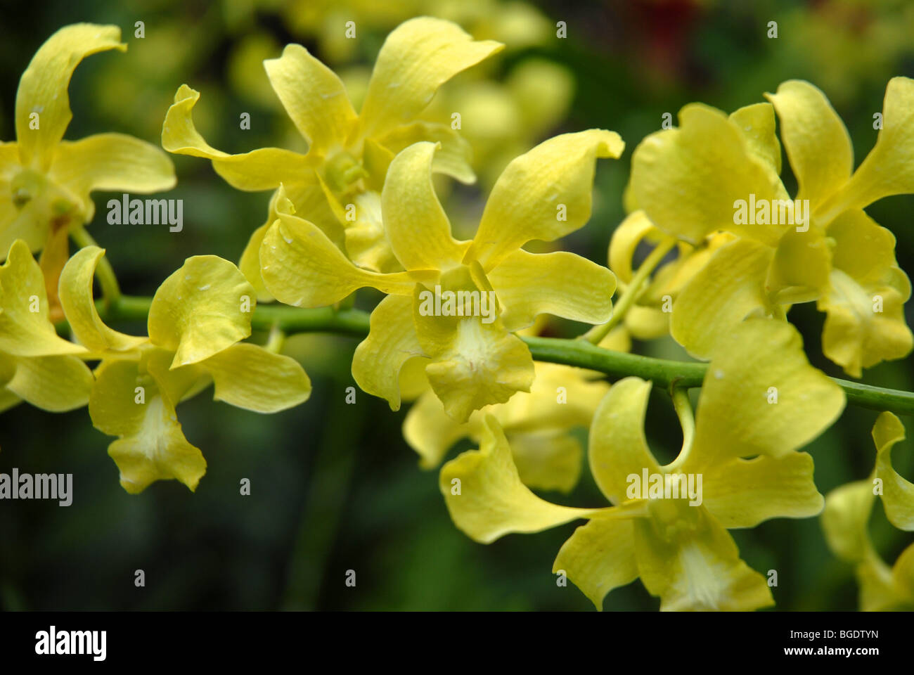 Singapore national flower hi-res stock photography and images - Alamy