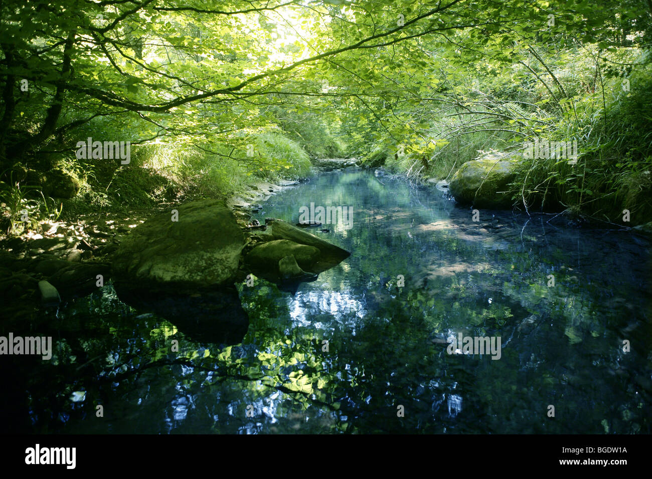 Beech forest trees with river flow under shadows Stock Photo - Alamy