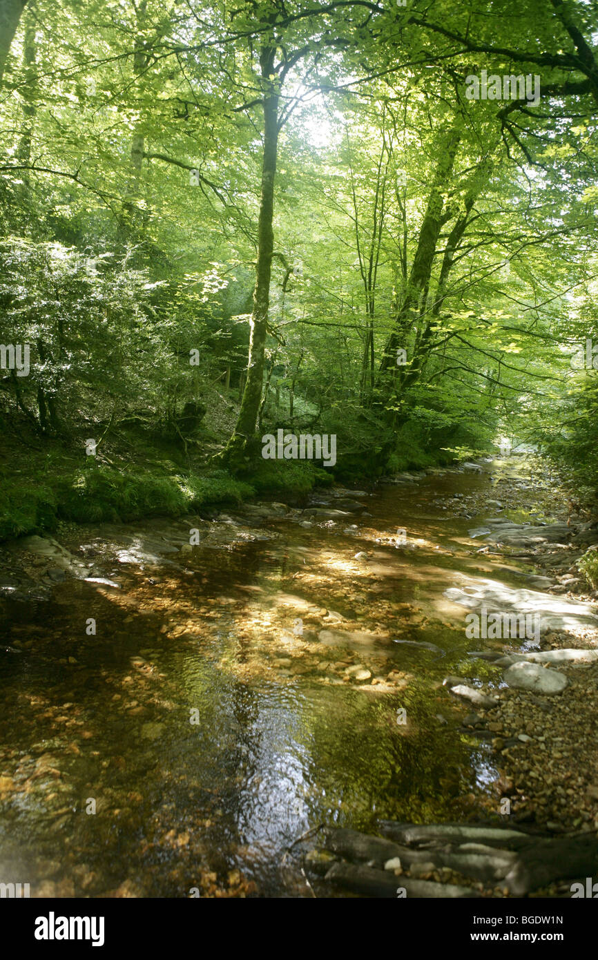 Beech forest trees with river flow under shadows Stock Photo - Alamy