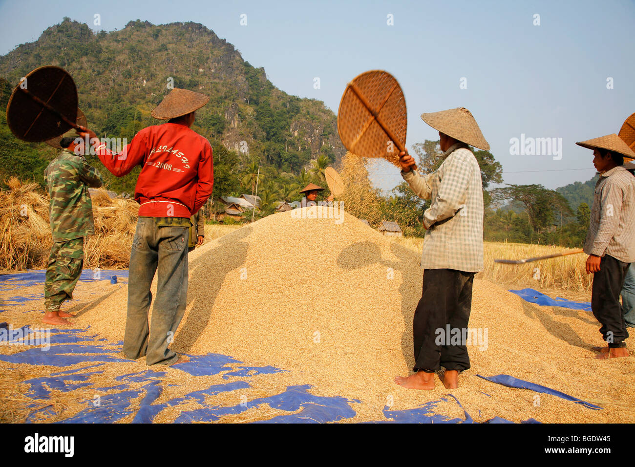 Rice Harvest In Laos Village High Resolution Stock Photography and ...