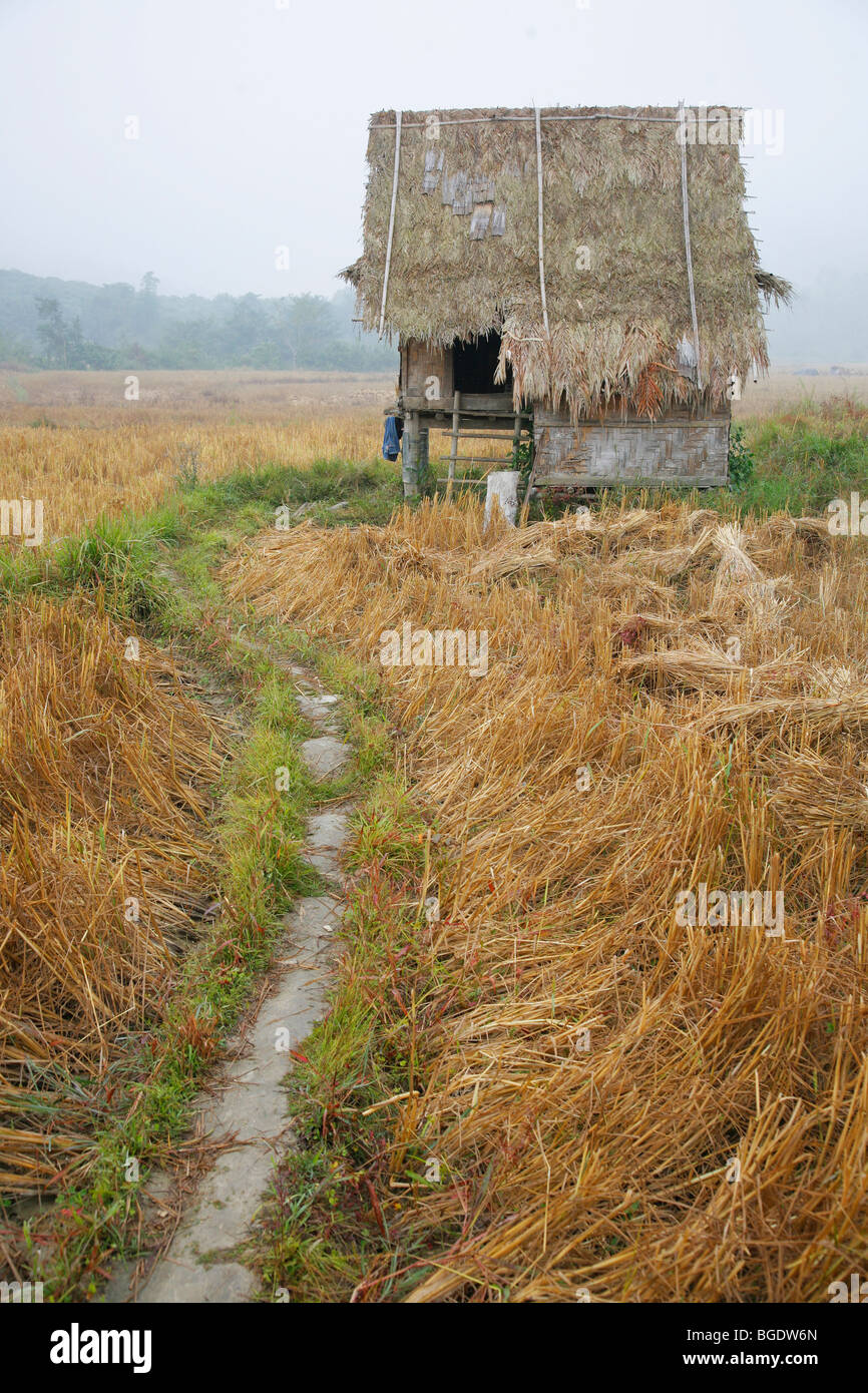Path leading to a seasonal home in the rice fields in rural Laos Stock ...
