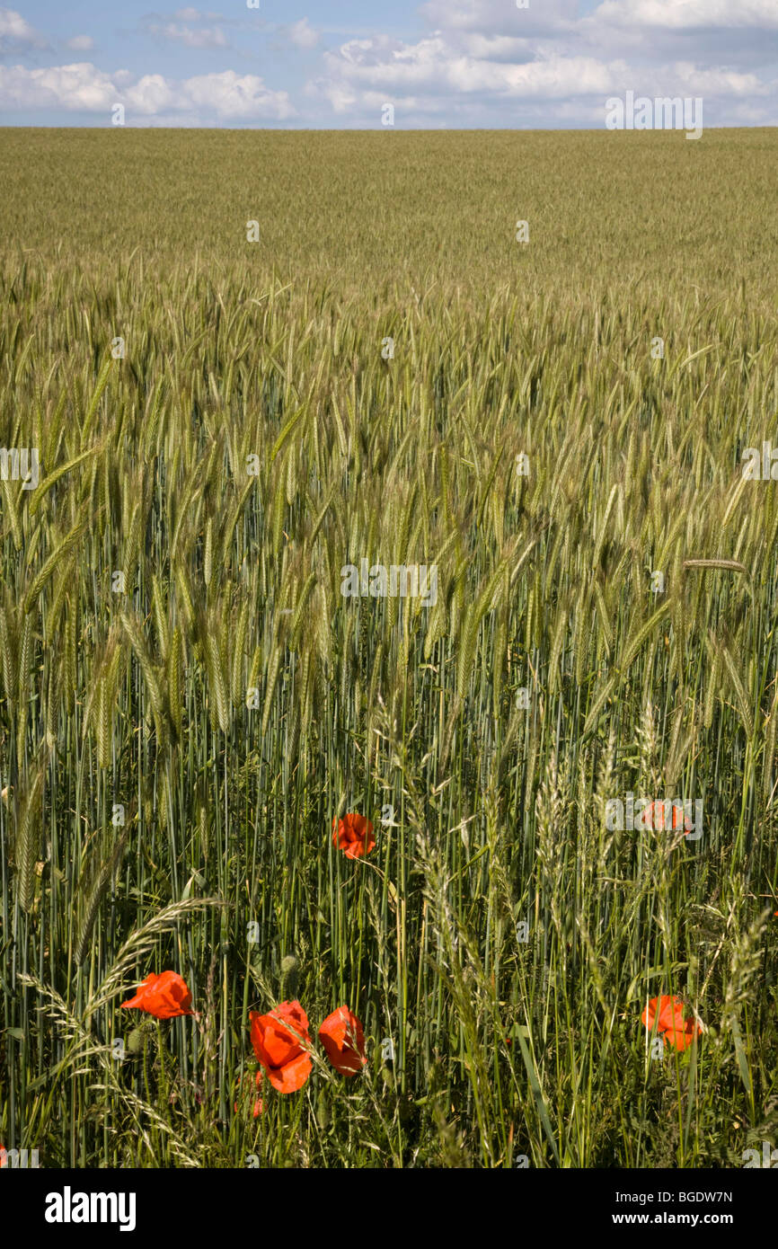 Uk poppy hi-res stock photography and images - Alamy