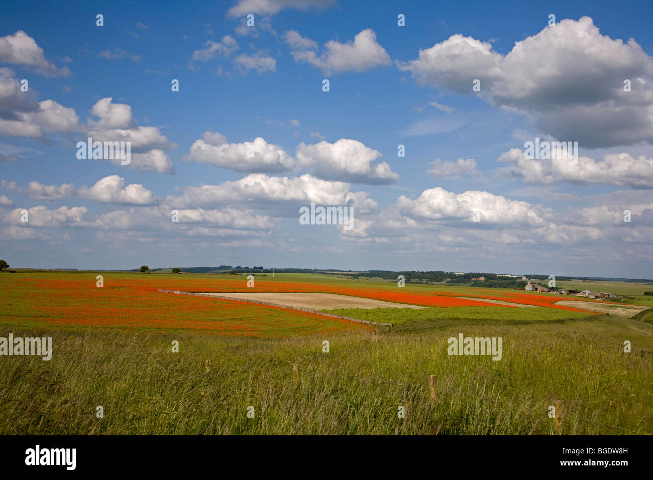 Salisbury Plain Wiltshire UK Poppy poppies in crop FIELD Stock Photo ...