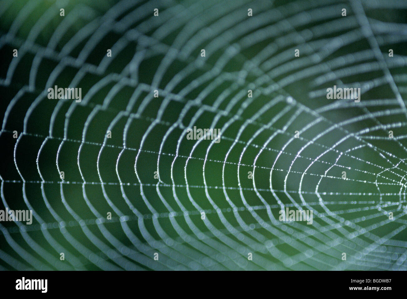 Sunrise spider web close up with water droplets and dew on web threads ...