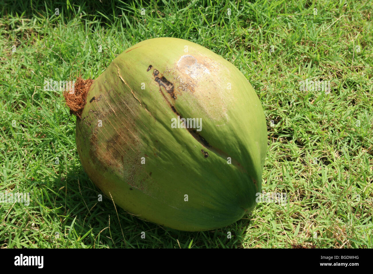 Green coconut fallen from the tree, Koh Chang, Thailand Stock Photo - Alamy