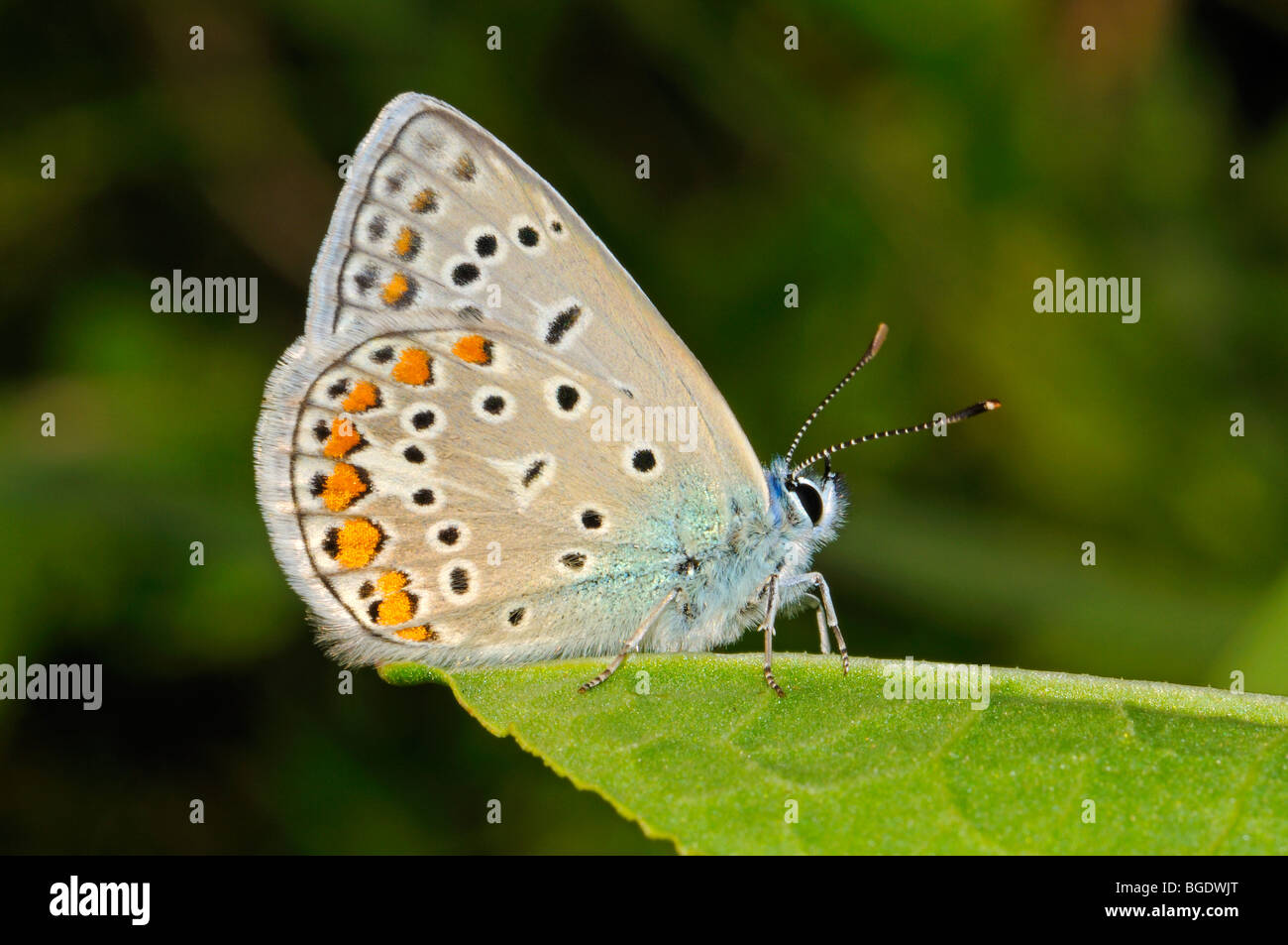 Adonis Blue butterfly (Lysandra bellargus) male. Croatia, July Stock ...