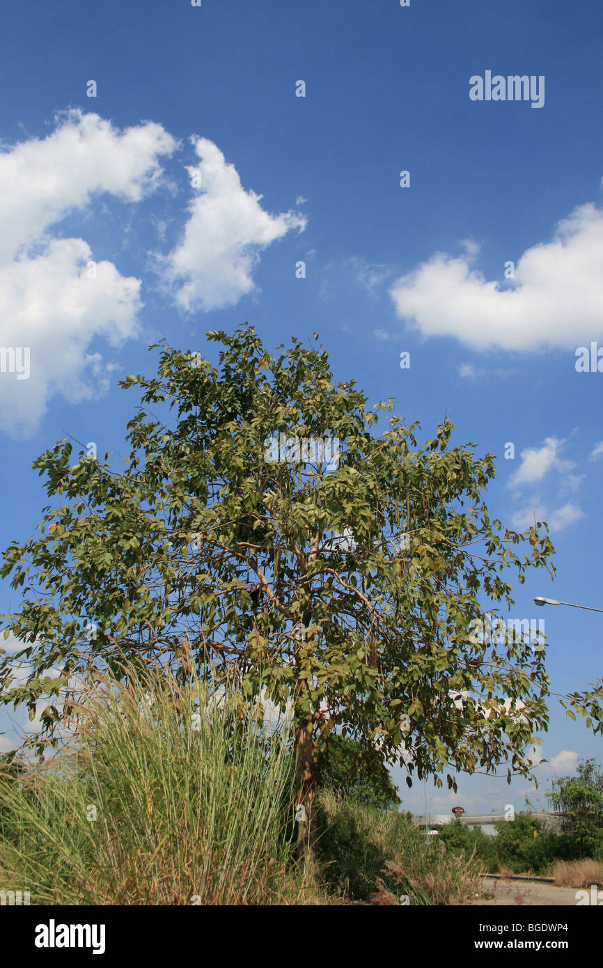Tree and tall grass under a clear blue sky, Bangkok, Thailand Stock ...
