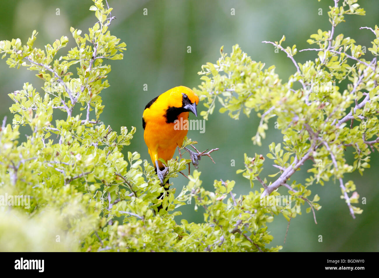 New world orioles hi-res stock photography and images - Alamy