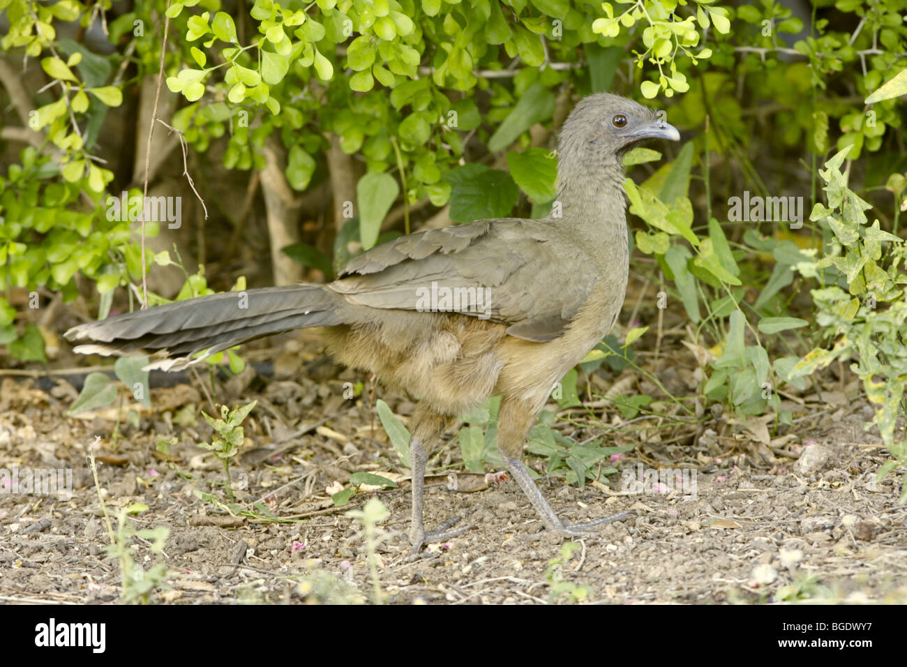 Plain chachalacas hi-res stock photography and images - Alamy