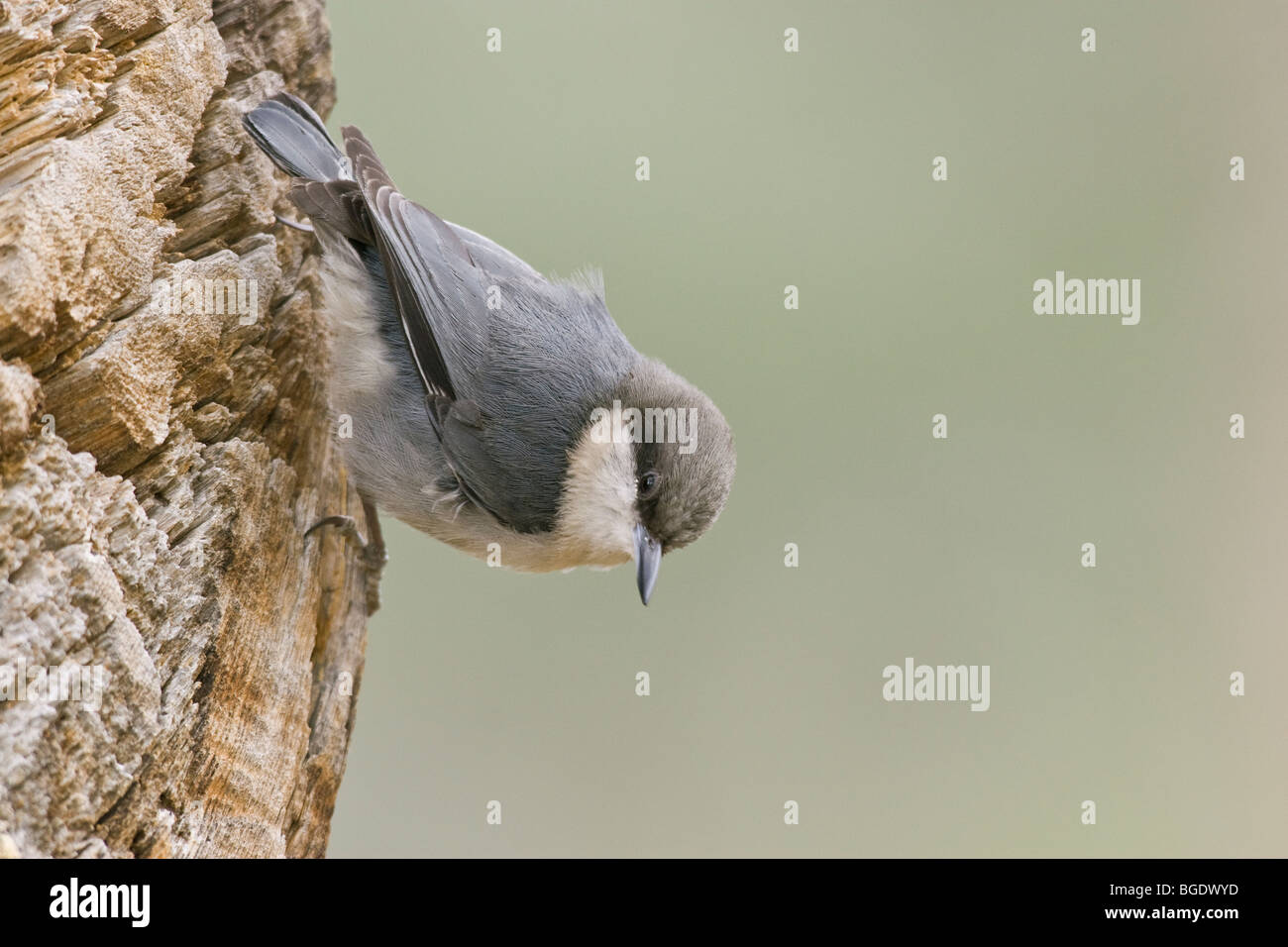 Pygmy nuthatches hi-res stock photography and images - Alamy