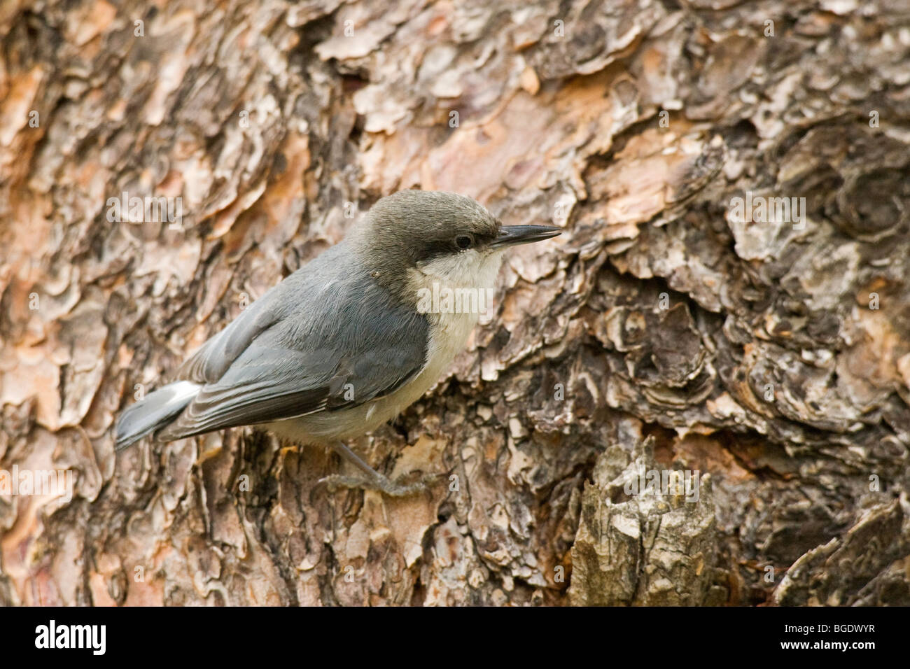 Pygmy nuthatches hi-res stock photography and images - Alamy