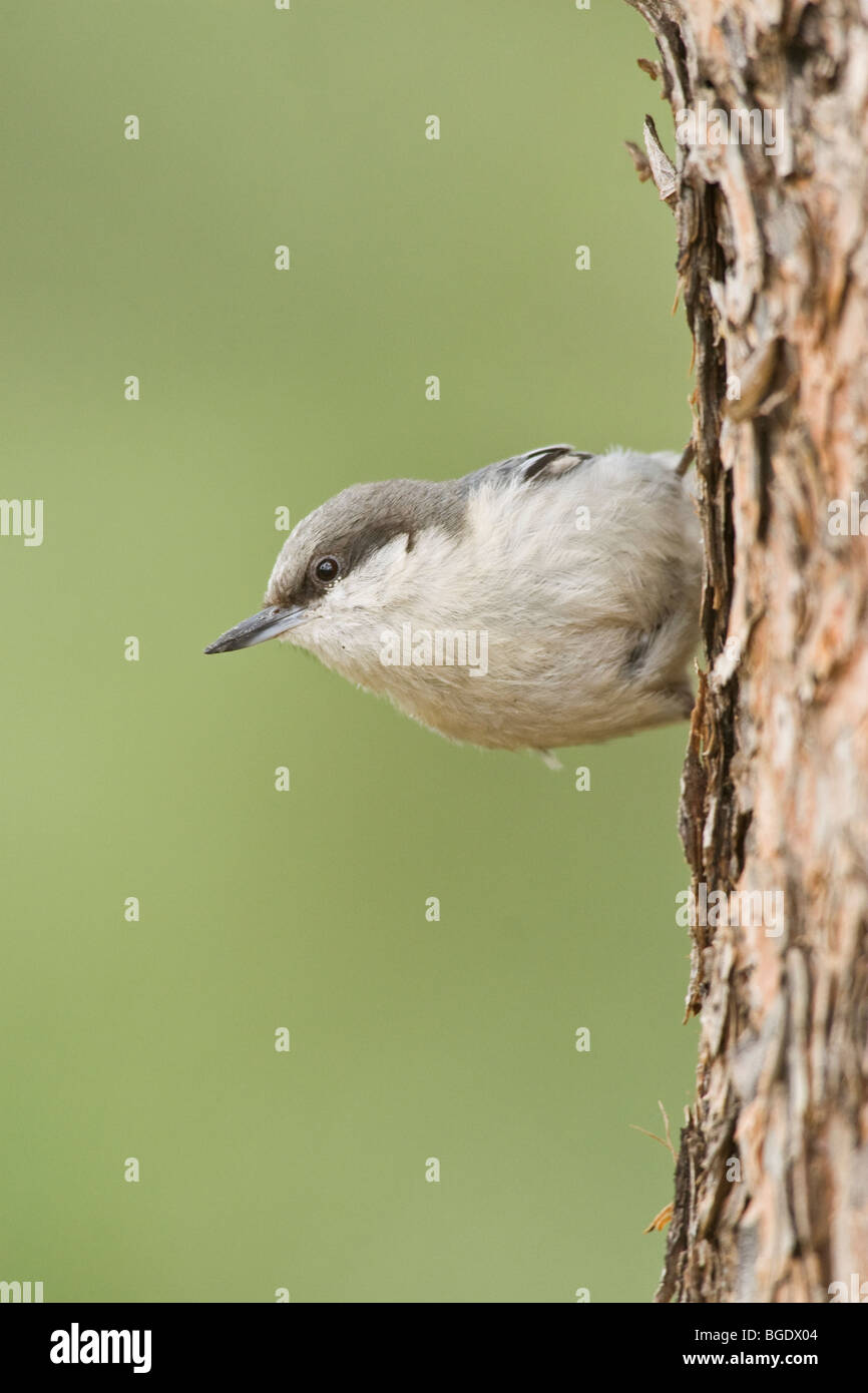 Pygmy Nuthatch - Vertical Stock Photo - Alamy