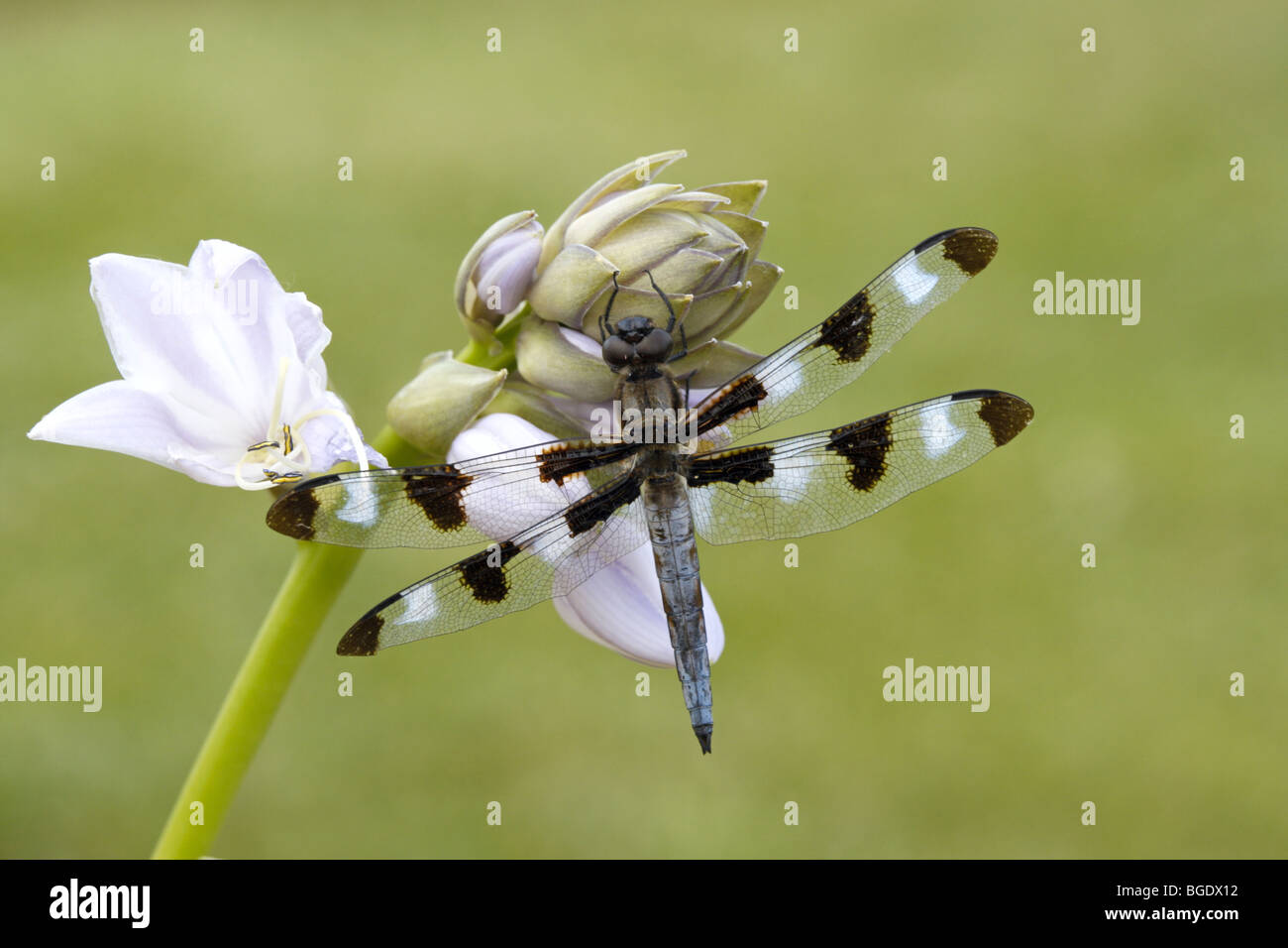 Our spotted skimmer hi-res stock photography and images - Alamy