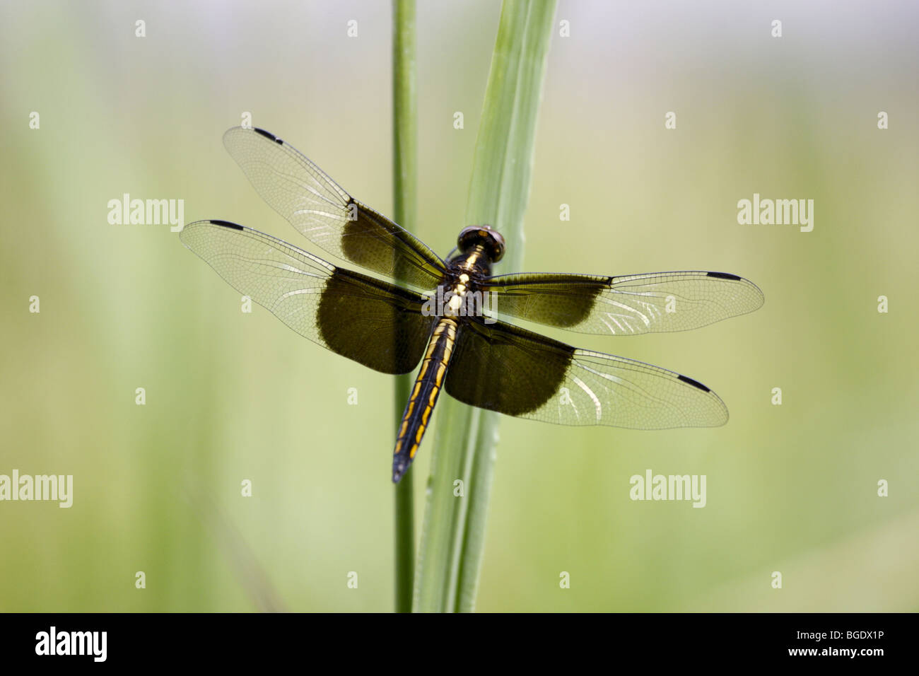 Male Widow Skimmer Stock Photo - Alamy