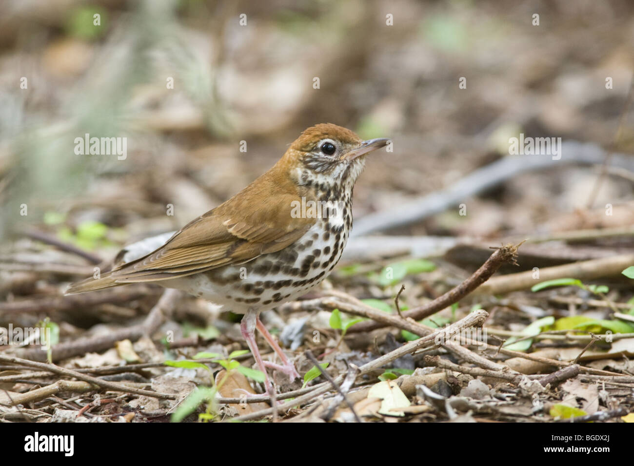 Wood Thrush on ground Stock Photo - Alamy