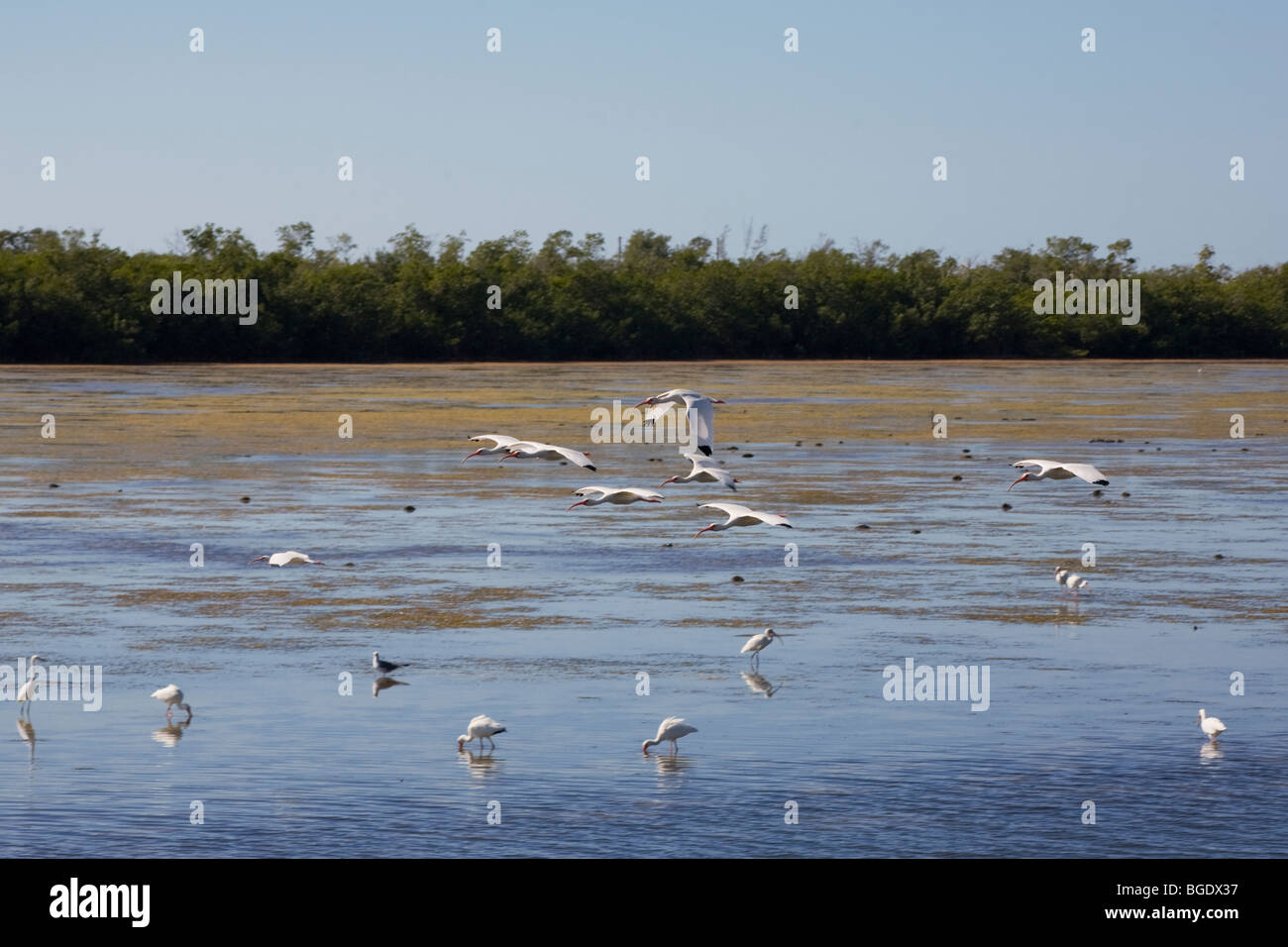 White ibis flock hi-res stock photography and images - Alamy