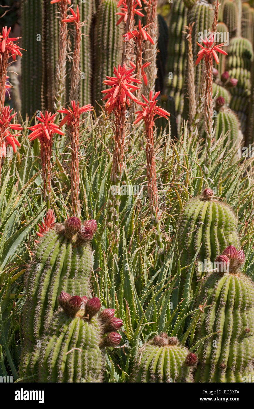Aloe plant with orange flowers and flowering cactus in foreground Stock ...