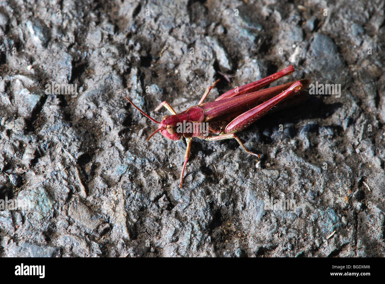 Grasshopper life cycle hi-res stock photography and images - Alamy