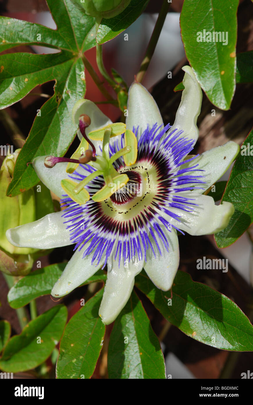 Passion fruit creeper hi-res stock photography and images - Alamy