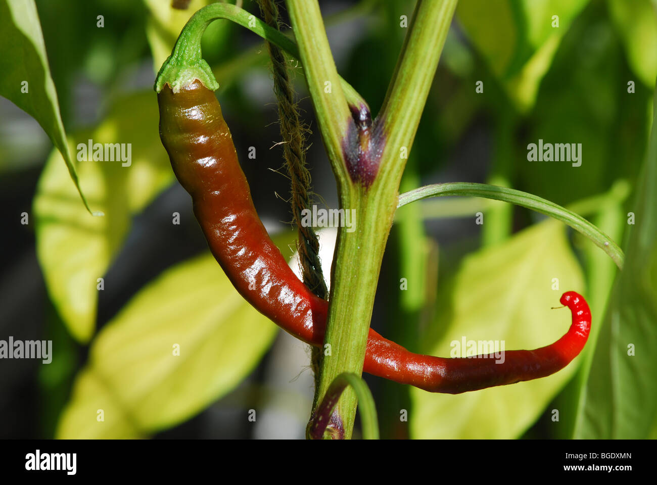Growing chillis hi-res stock photography and images - Alamy